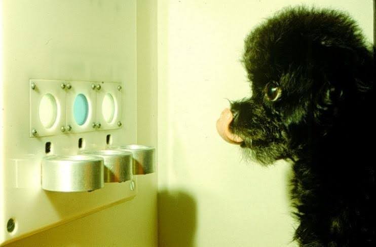 Remembering Jerry Jacobs (1934-2025) | Psychological & Brain Sciences ...